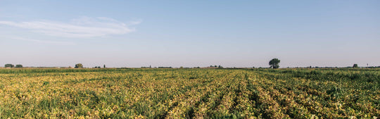 Flavours of the Earth: Propagating Cultural Crops with Tiffany Lauren ...